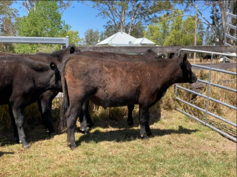 Lot 478 - 6 Steers | AuctionsPlus