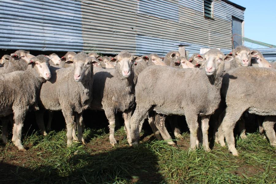 Lot 38 - 134 Future Breeder Ewe Hoggets | AuctionsPlus