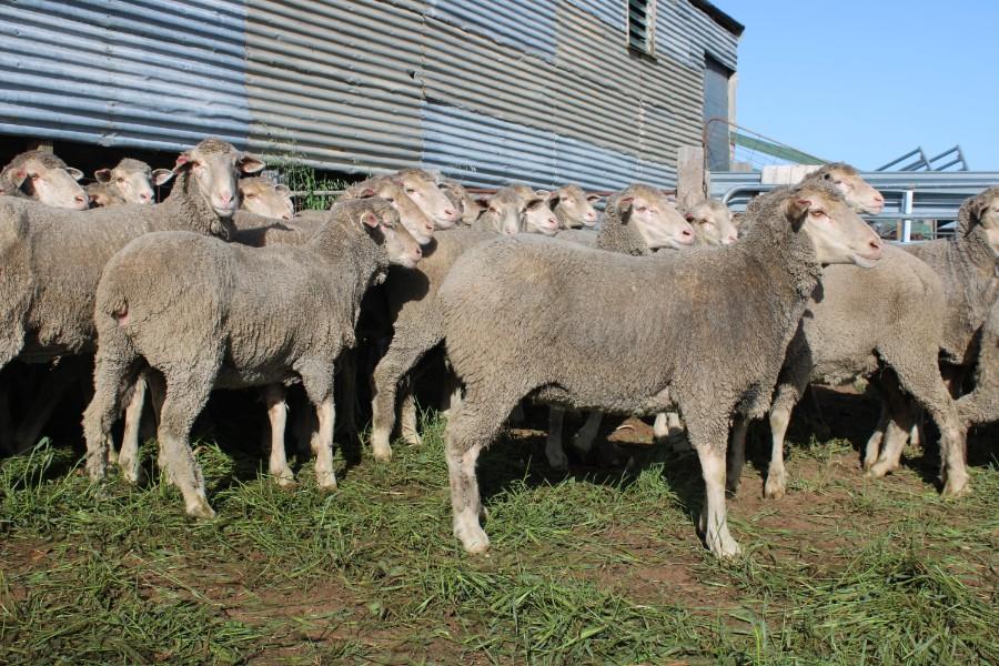 Lot L - 190 Future Breeder Ewe Hoggets | AuctionsPlus