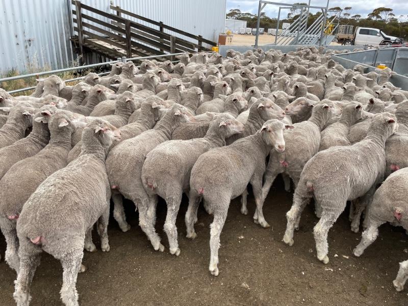 Pen 37 - 202 Ewes | AuctionsPlus