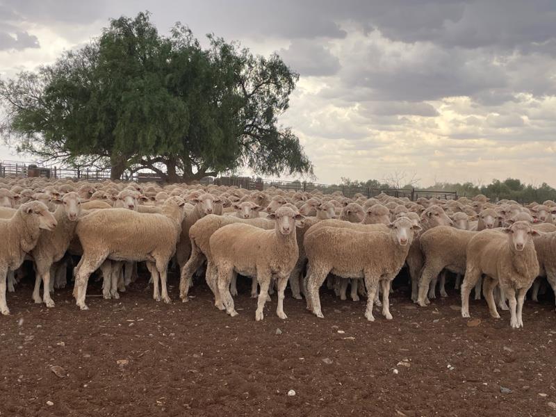 Pen 48A - 410 NSM Ewes | AuctionsPlus