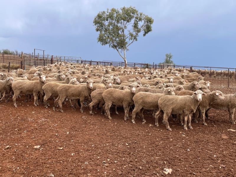 Pen 44 - 620 NSM Ewes | AuctionsPlus