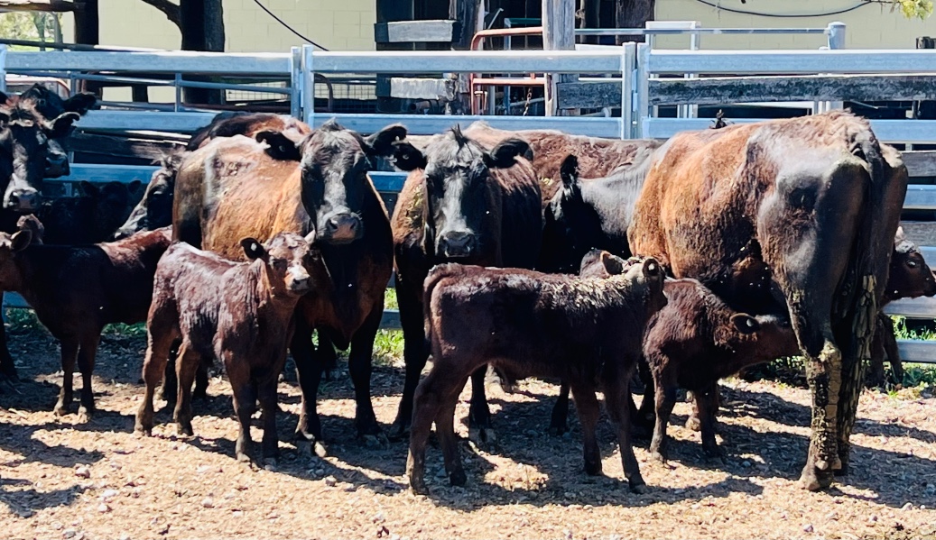Lot 590 - 17 NSM Cows & 17 Calves | AuctionsPlus