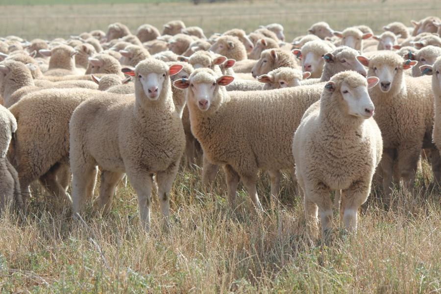 Lot 694 - 655 Mixed Sex Suckers | AuctionsPlus