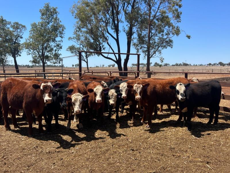 Lot 175 - 33 Yearling Steers | AuctionsPlus