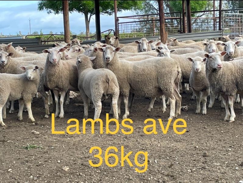 Lot 903 - 430 NSM Ewes & 525 Lambs | AuctionsPlus