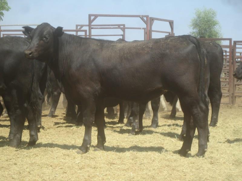 Lot 159 - 76 Weaned Steers | AuctionsPlus