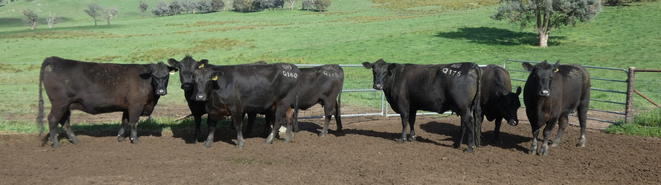 Lot 17 - 7 PTIC Cows | AuctionsPlus