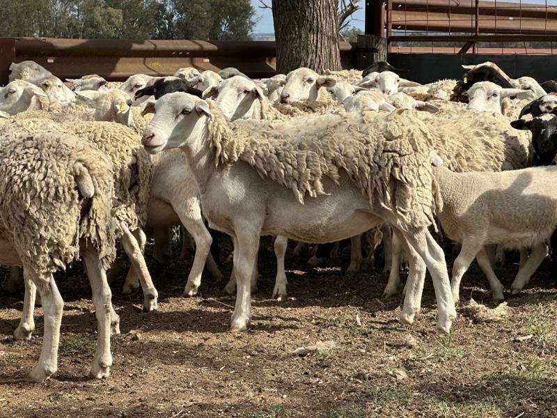 Lot 256 - 157 NSM Ewes & 118 Lambs | AuctionsPlus