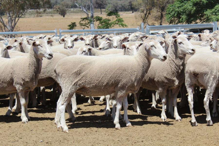 Lot 697 - 200 Ewes | AuctionsPlus