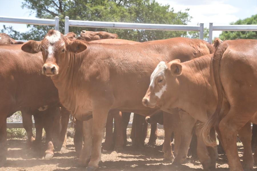 Lot 536 - 35 NSM Future Breeders | AuctionsPlus