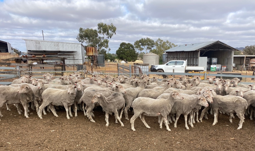 Lot 28 - 350 Ewes | AuctionsPlus