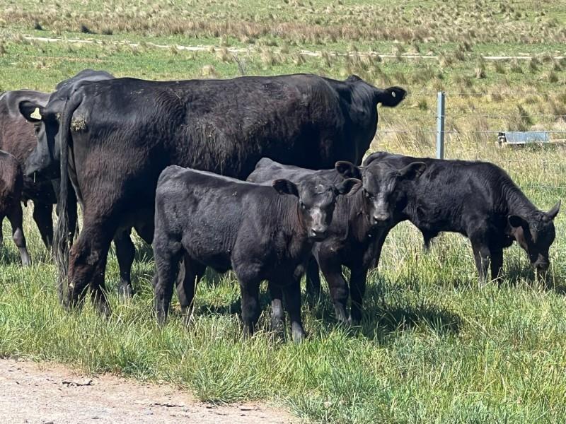Lot 530 - 17 NSM Cows & 17 Calves | AuctionsPlus