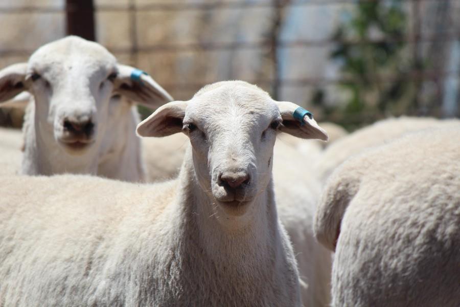 Lot 854 - 240 Future Breeder Ewe Lambs | AuctionsPlus
