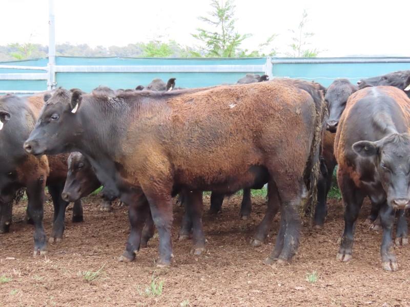 Lot 396 - 44 Yearling Steers | AuctionsPlus