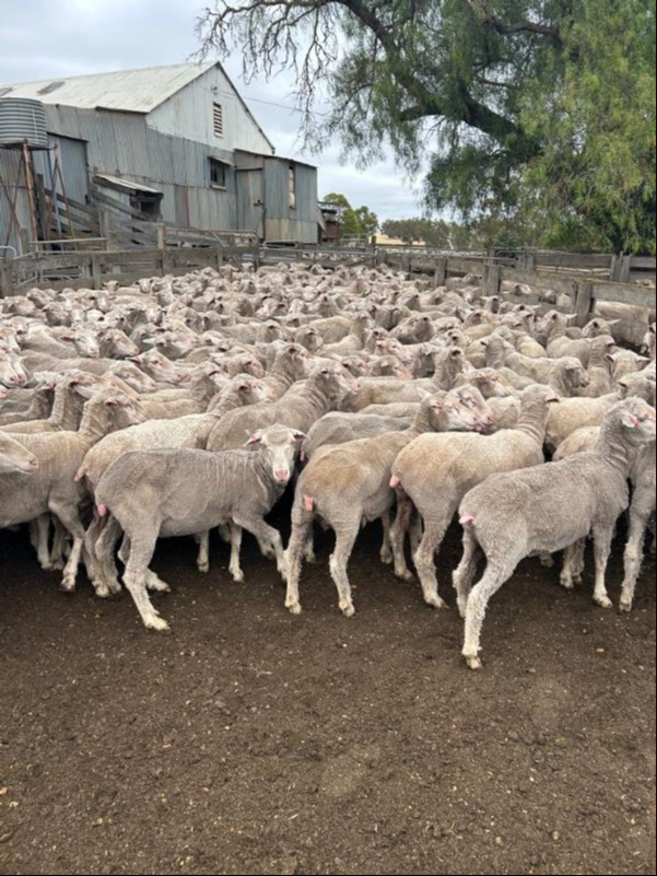 Lot 665 - 290 Ewe Hoggets | AuctionsPlus