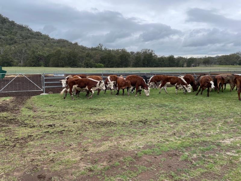 WEANER & YEARLING SALE 1 - QLD & NSW - Auction 716 | AuctionsPlus