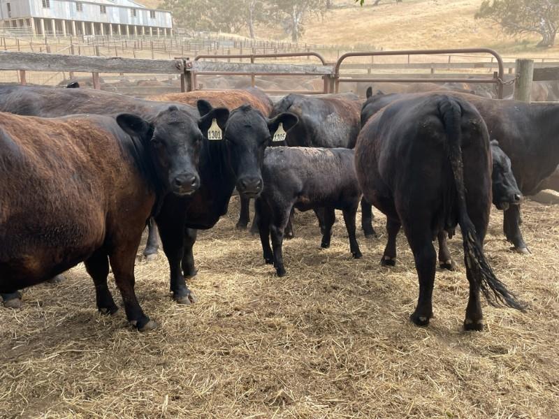 Lot 570 - 7 Cows & 7 Calves | AuctionsPlus