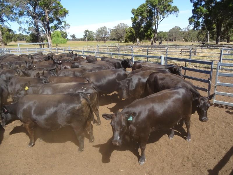 Lot 581 - 69 Slaughter Heifers and Cows | AuctionsPlus