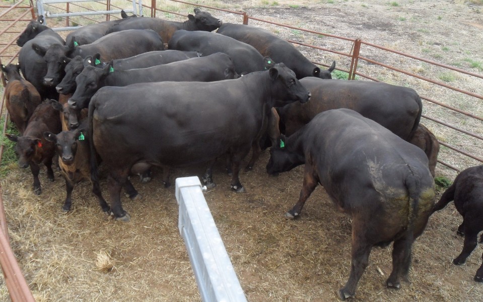Lot 471 - 14 Station Mated Cows & 14 Calves | AuctionsPlus