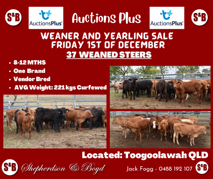 Lot 122 - 37 Weaned Steers | AuctionsPlus