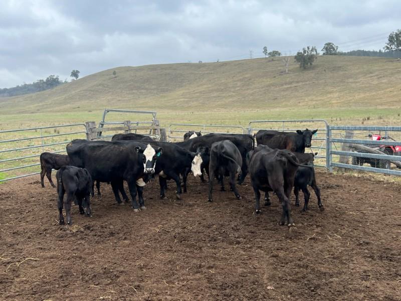 Lot 443 - 11 NSM Cows & 11 Calves | AuctionsPlus