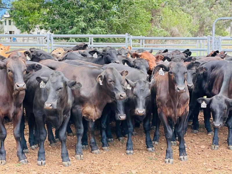 Lot 136 - 57 Backgrounder Steers | AuctionsPlus