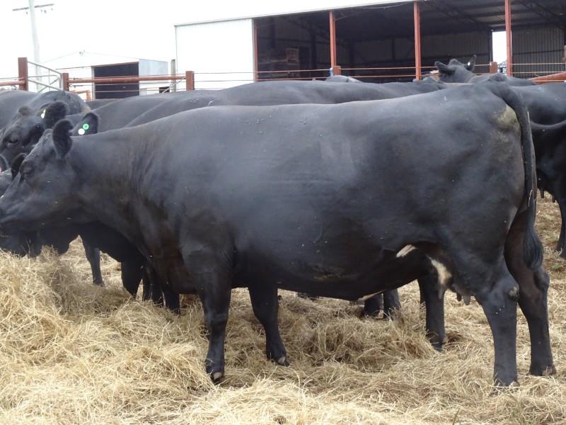 Lot 63 - 17 Slaughter Heifers and Cows | AuctionsPlus
