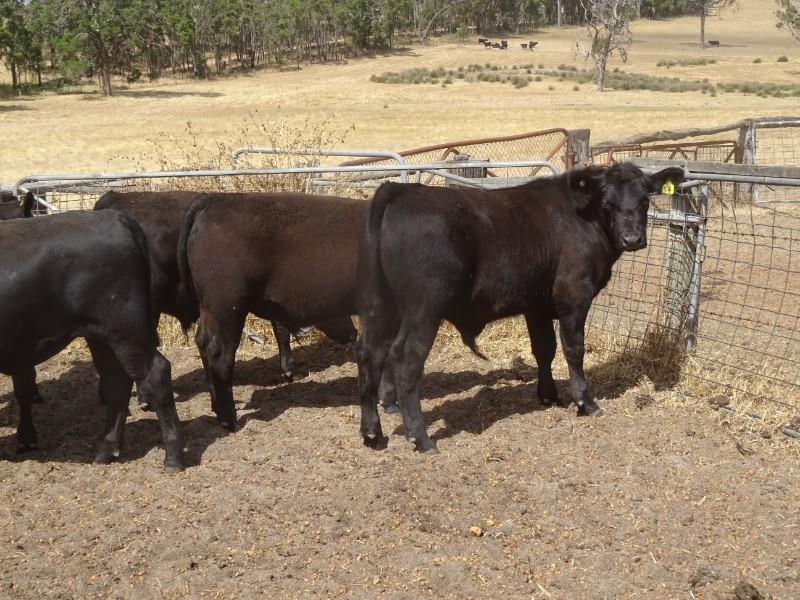Lot 34 - 30 Weaned Steers | AuctionsPlus