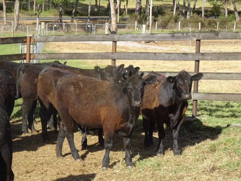 Lot 8 - 17 Weaned Steers | AuctionsPlus