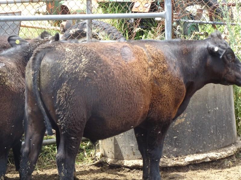 Lot 36 - 6 Weaned Steers | AuctionsPlus