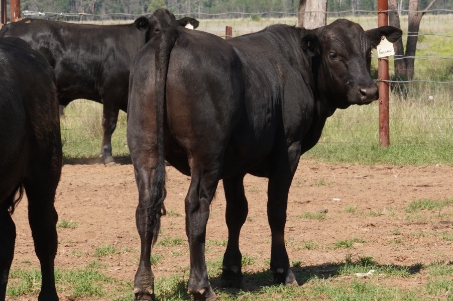 Lot 156 - 31 Weaned Steers | AuctionsPlus