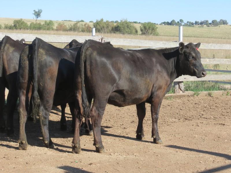 WEANER & YEARLING SALE - Auction 849 | AuctionsPlus