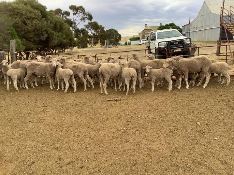 Lot 254 - 15 NSM Ewes & 15 Lambs | AuctionsPlus