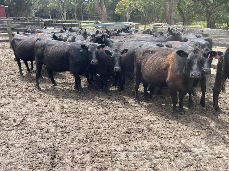 Lot 316 - 17 Station Mated Cows | AuctionsPlus