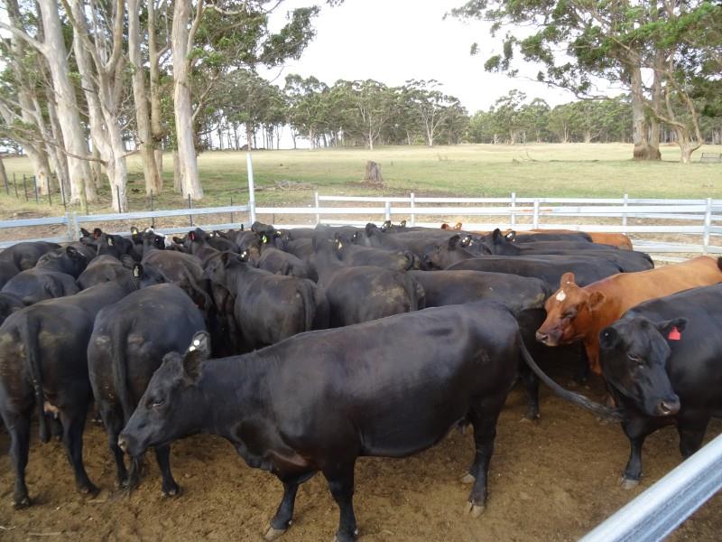 Lot 801 - 72 Slaughter Heifers and Cows | AuctionsPlus