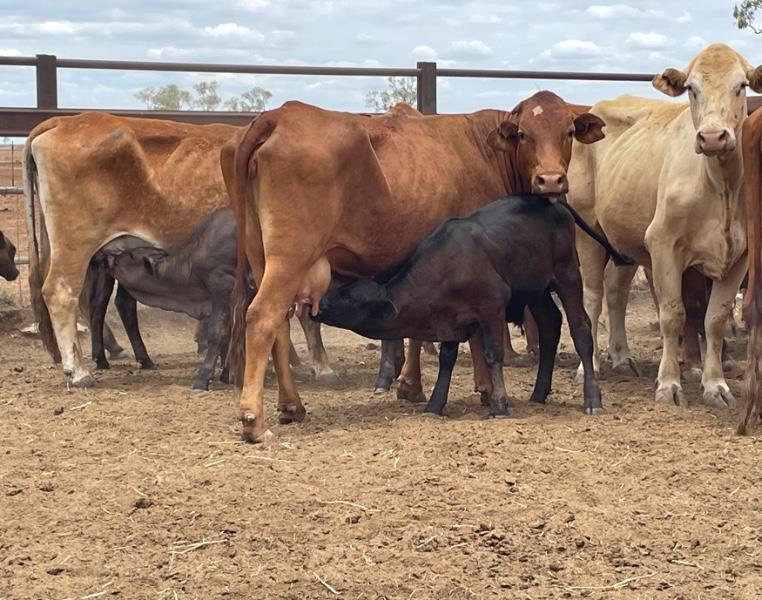 Lot 727 - 72 Station Mated Cows & 72 Calves | AuctionsPlus