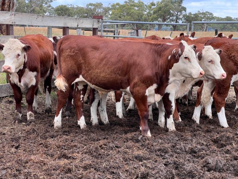 Lot 29 - 15 Weaned Steers | AuctionsPlus