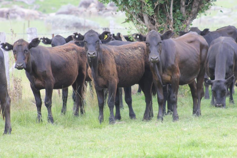 WEANER & YEARLING SALE - Auction 896 | AuctionsPlus