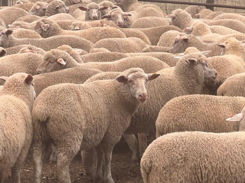 Lot 328 - 180 Mixed Sex Suckers | AuctionsPlus