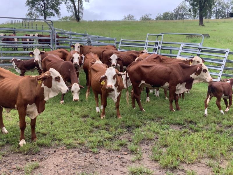 Lot 375 - 13 Cows & 12 Calves | AuctionsPlus