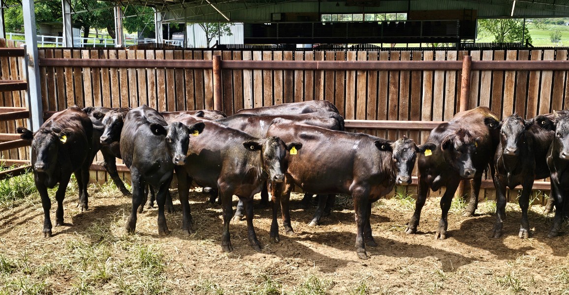 WEANER & YEARLING SALE 1 - QLD & NSW - Auction 948 | AuctionsPlus