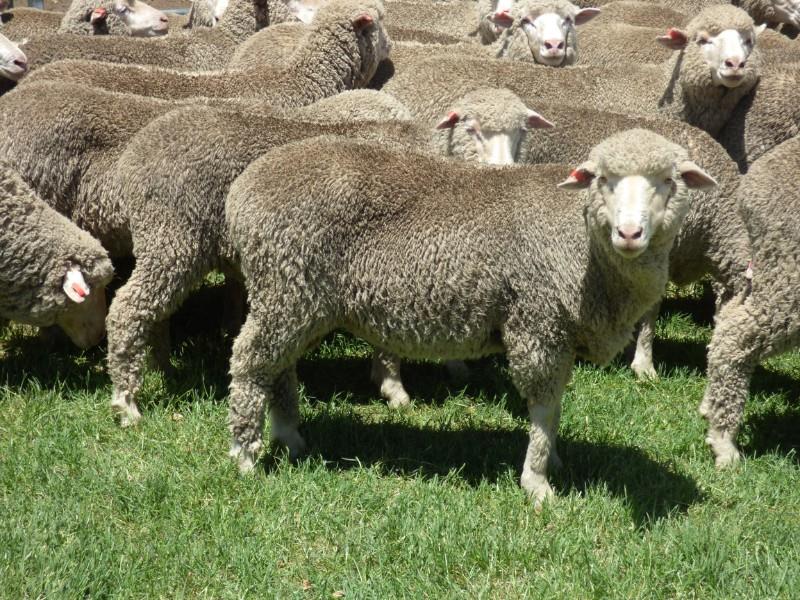 Lot 438 - 312 Future Breeder Ewe Lambs | AuctionsPlus