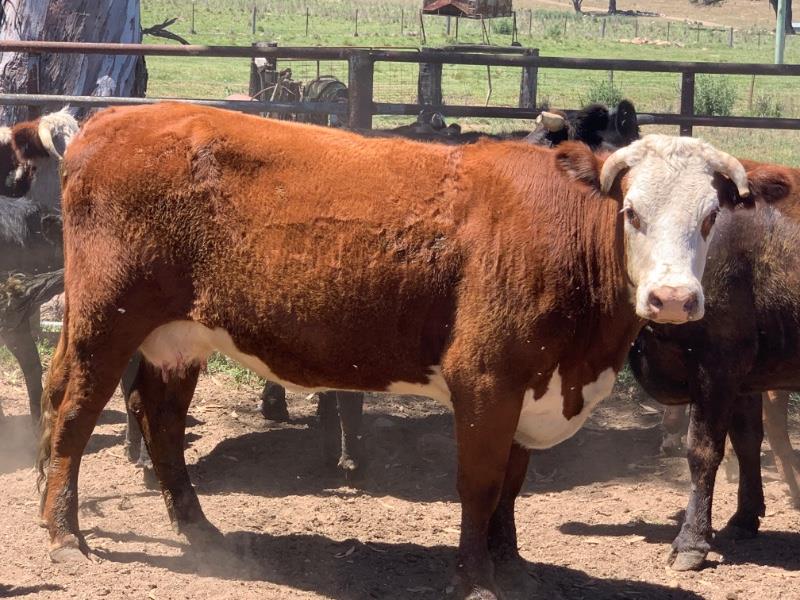 Lot 331 - 14 Station Mated Cows & 14 Calves | AuctionsPlus