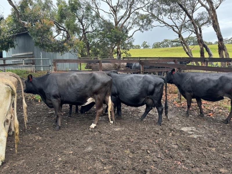 Lot 499 - 7 Station Mated Cows | AuctionsPlus