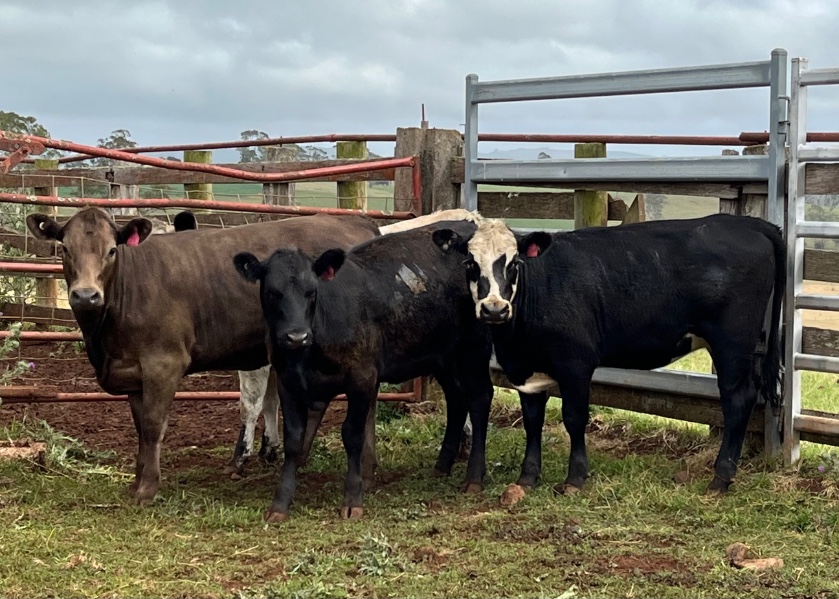 Lot 833 - 4 Heifer Calves | AuctionsPlus