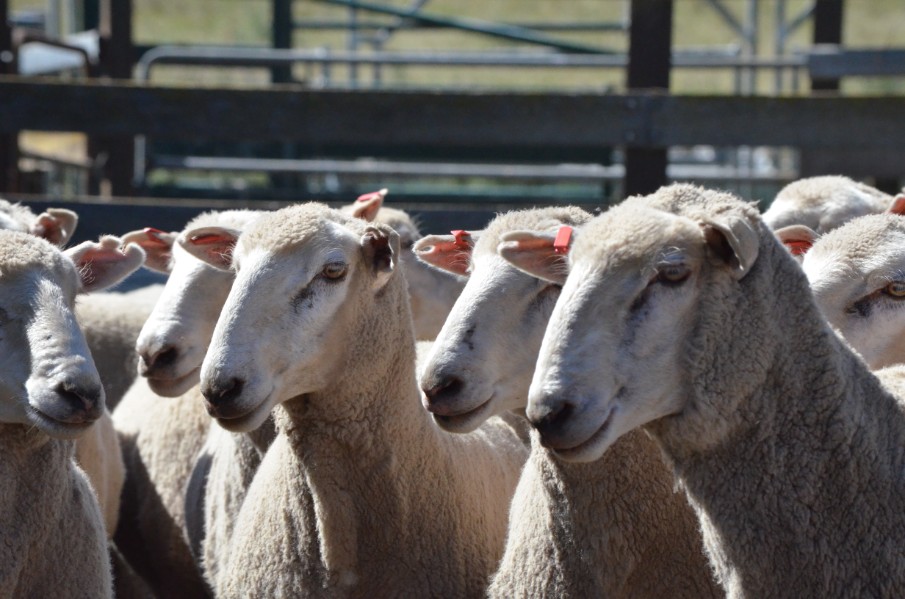Lot 16 - 83 Station Mated Ewe Hoggets | AuctionsPlus