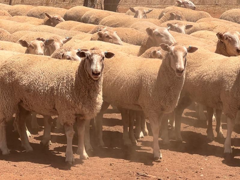 Pen 42A - 117 NSM Ewe Lambs | AuctionsPlus