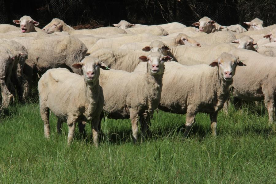 Lot 6 - 440 NSM Ewes | AuctionsPlus