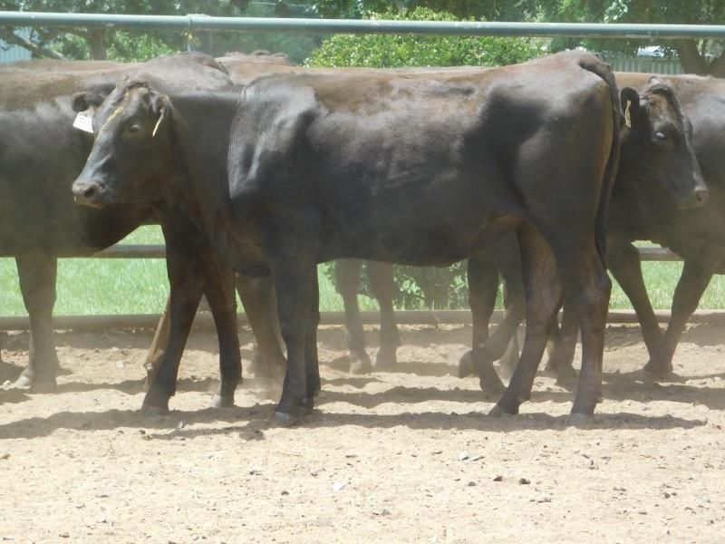 WEANER & YEARLING SALE - Auction 751 | AuctionsPlus